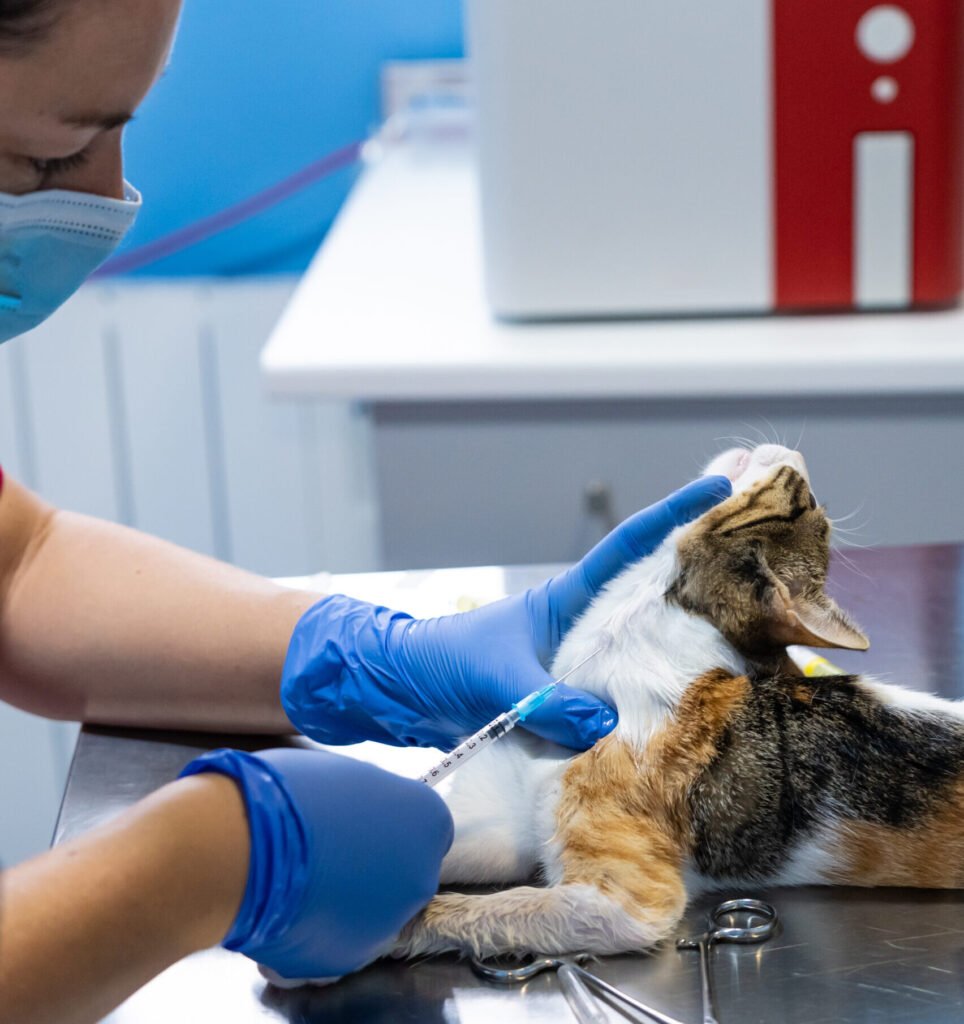 Hospital Triage Status Codes - Veterinary Emergency of Midlothian